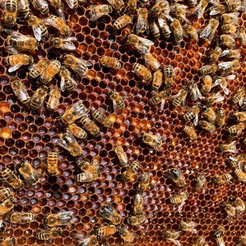 Meet our bees - Oldham HLA